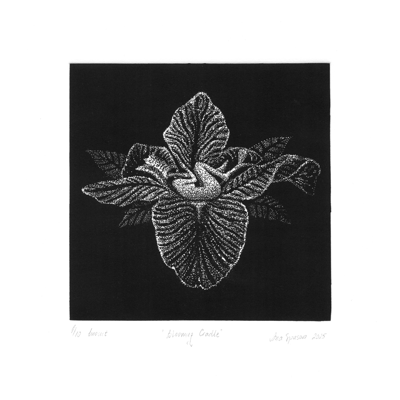Blooming Cradle PIONERI